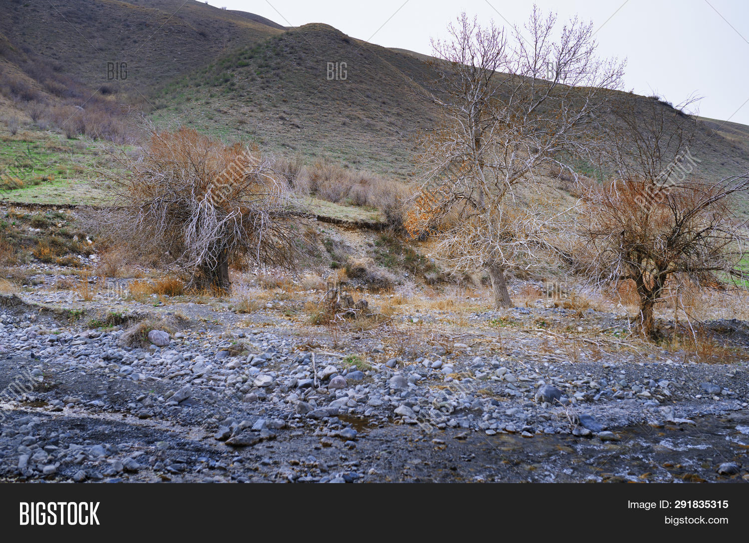 Dried Trees Rocky Image & Photo (Free Trial) | Bigstock