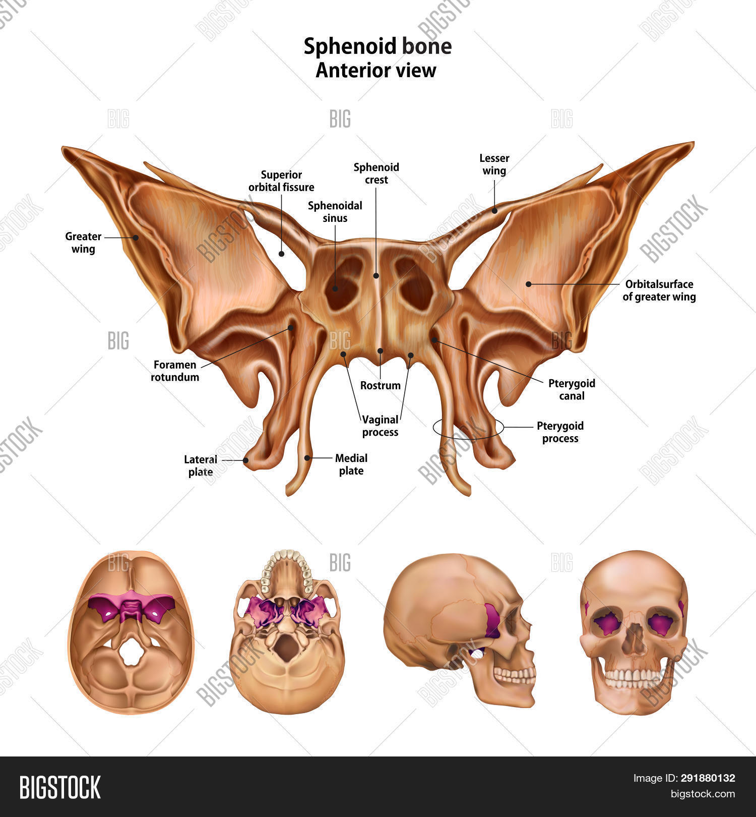 Sphenoid Bone. Name Image & Photo (Free Trial) | Bigstock
