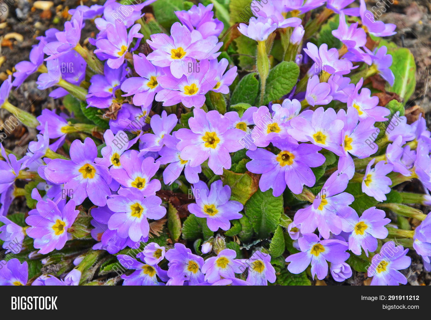 Violet Flower Primrose Image & Photo (Free Trial) | Bigstock