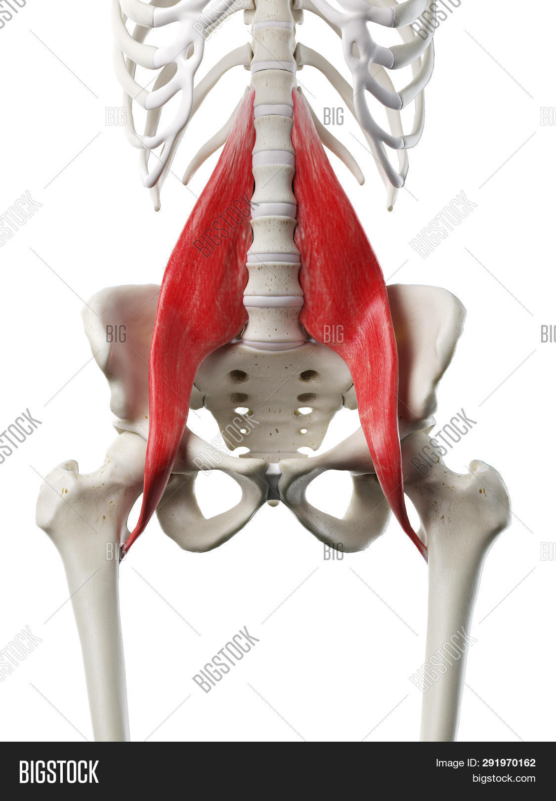 3d Rendered Medically Image & Photo (Free Trial) | Bigstock