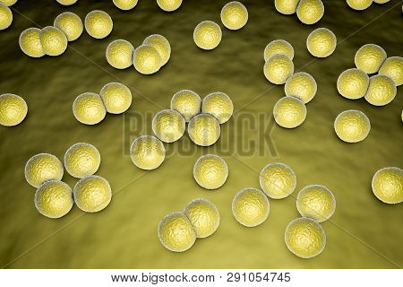 Bacteria Micrococcus Image & Photo (Free Trial) | Bigstock