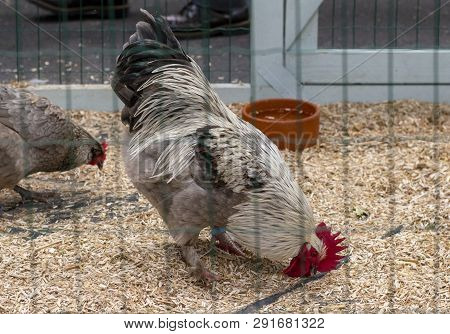 Pit Chicken Peck Cage Image & Photo (Free Trial) | Bigstock