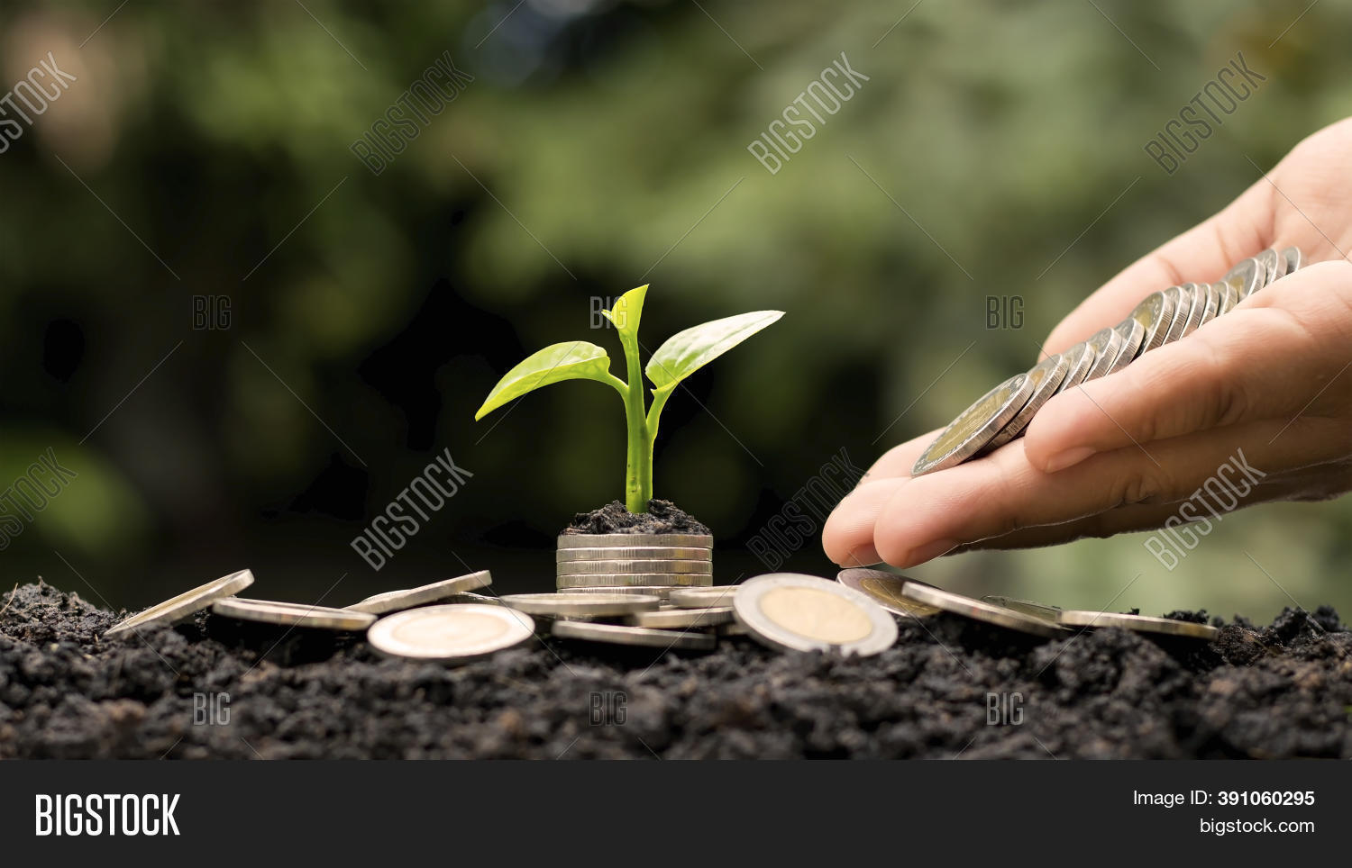 Tree Growing On Pile Image & Photo (Free Trial) | Bigstock
