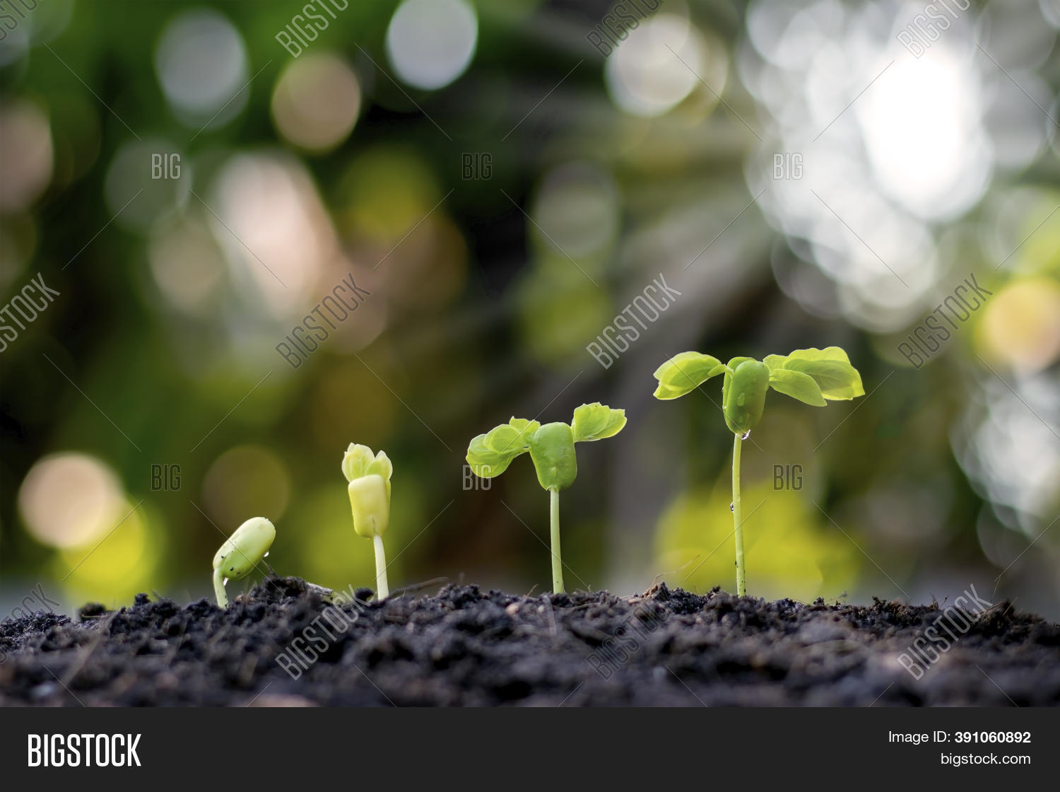 Saplings Growing Image & Photo (Free Trial) | Bigstock