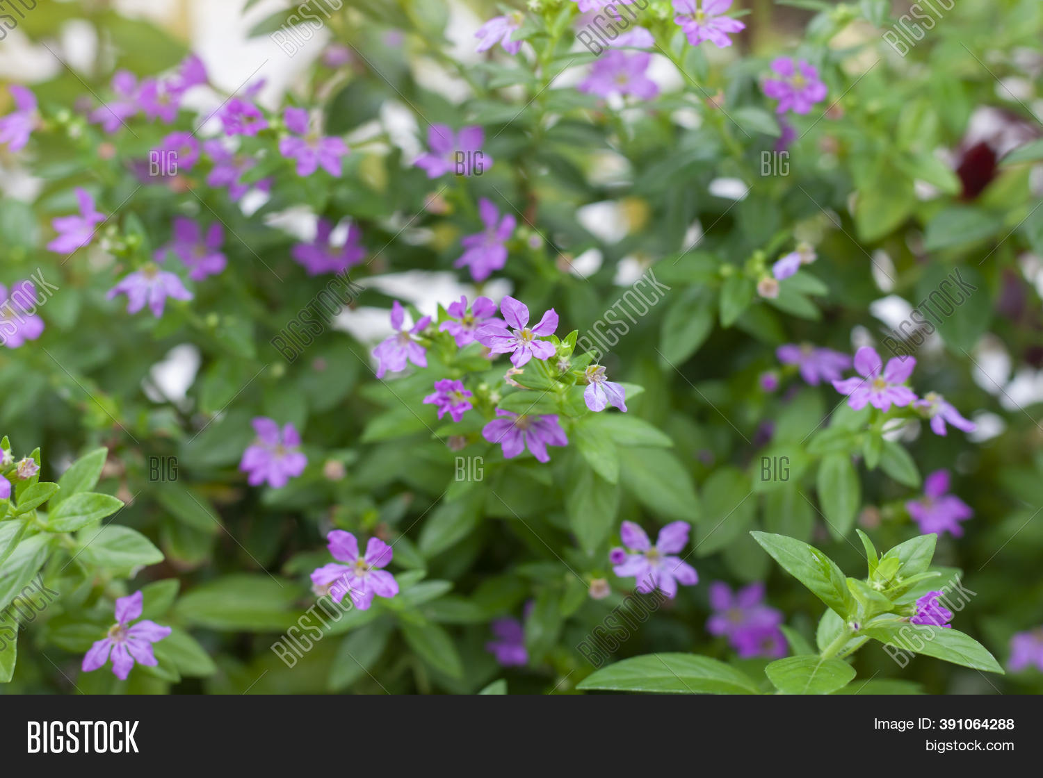 Purple Flower Cuphea Image & Photo (Free Trial) | Bigstock