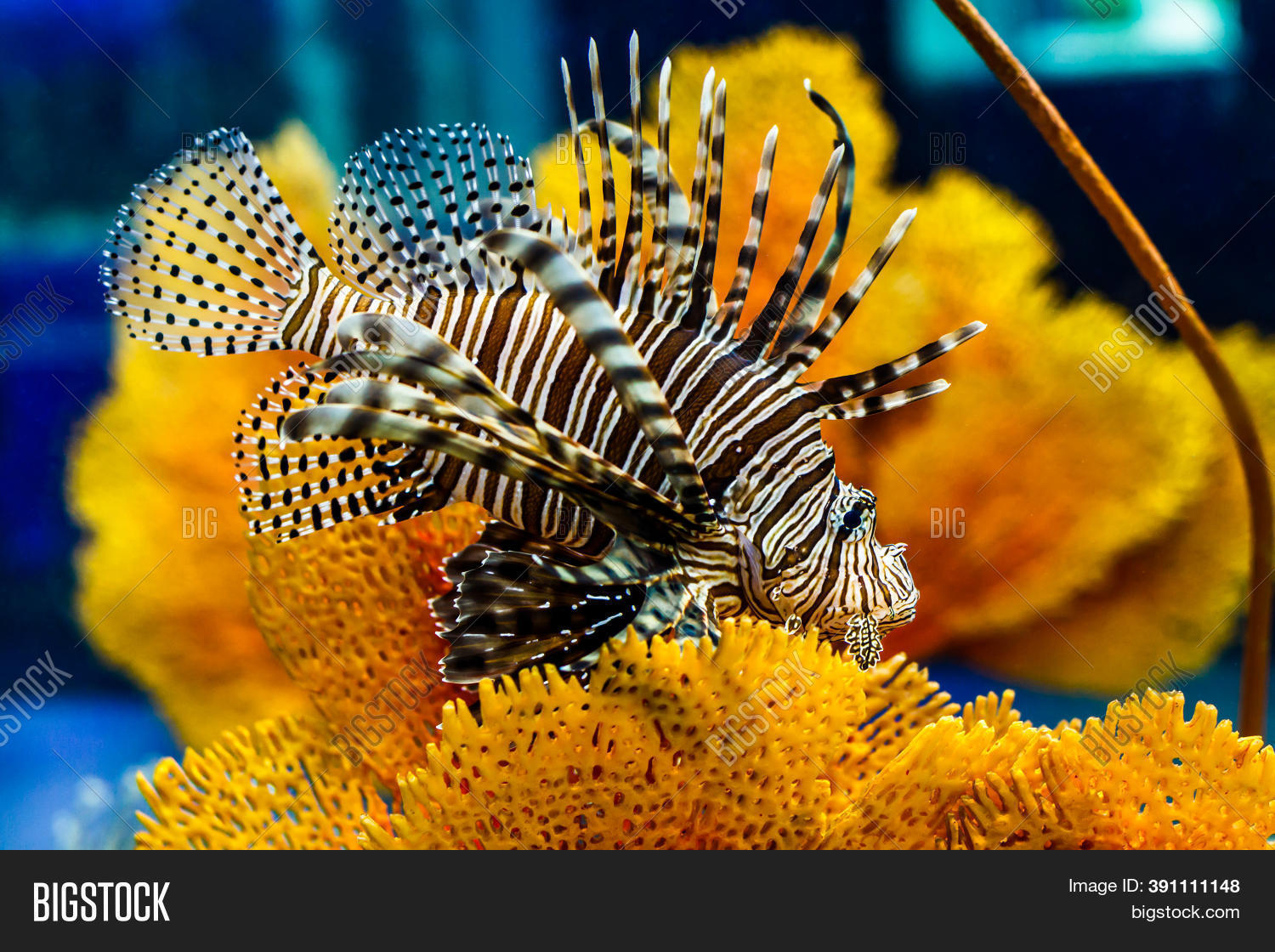 Fish Lion Beautiful Image & Photo (Free Trial) | Bigstock