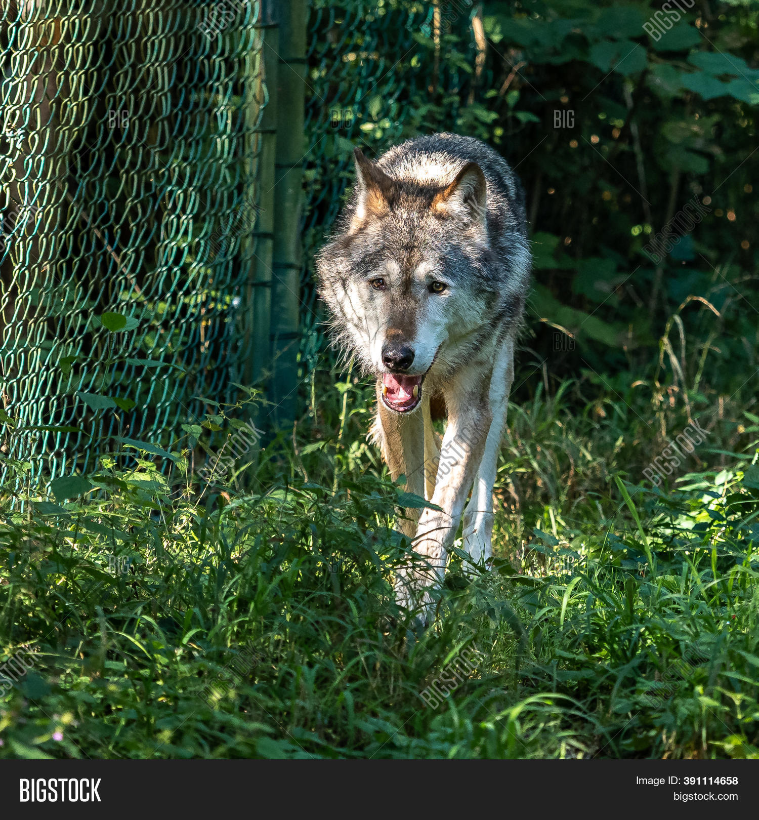 Wolf, Canis Lupus, Image & Photo (Free Trial) | Bigstock