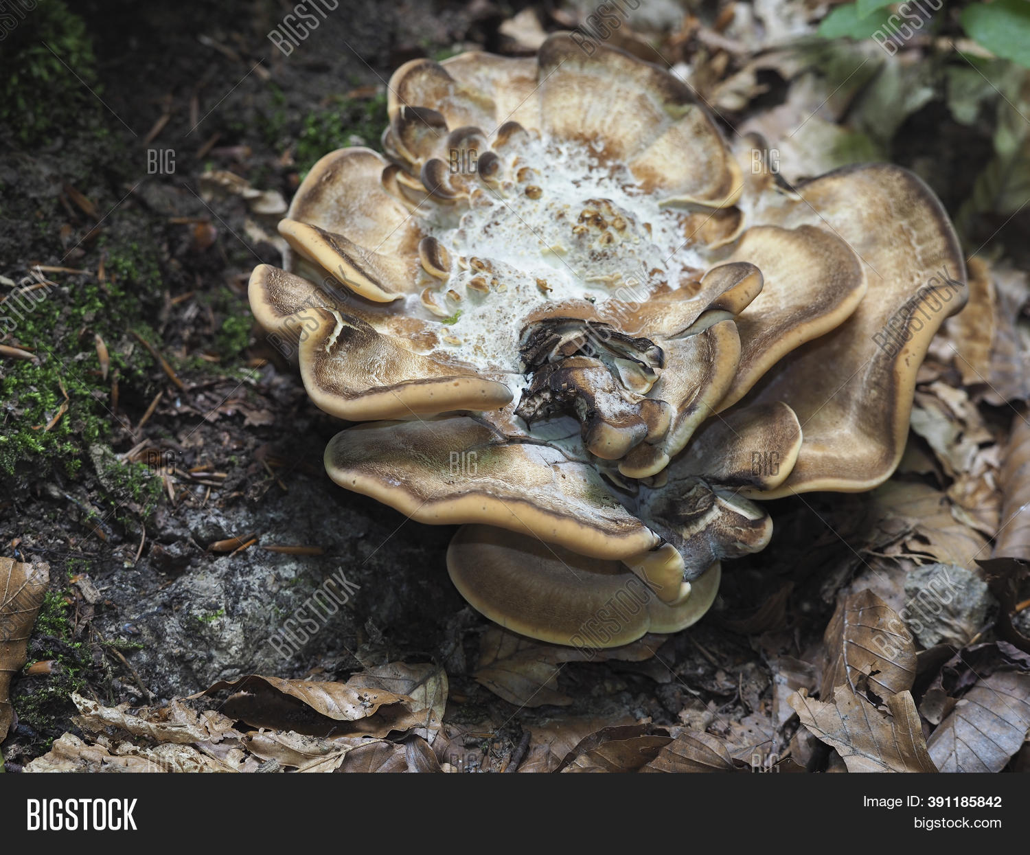 Giant Polypore ( Image & Photo (Free Trial) | Bigstock