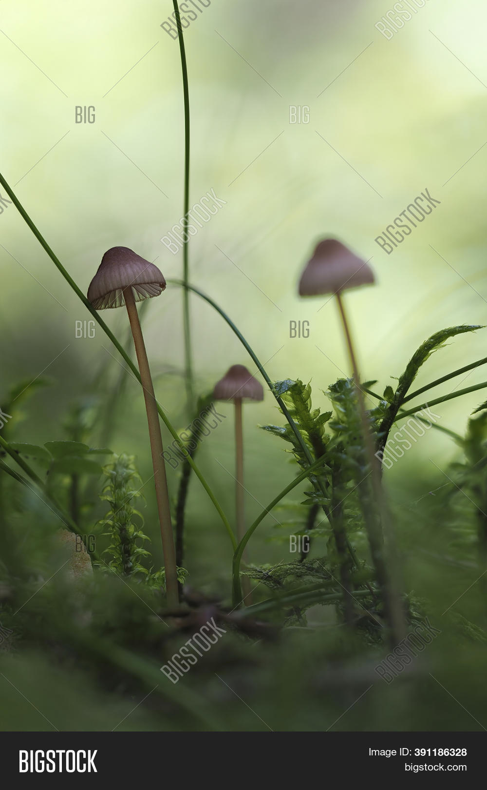 Bleeding Bonnet ( Image & Photo (Free Trial) | Bigstock