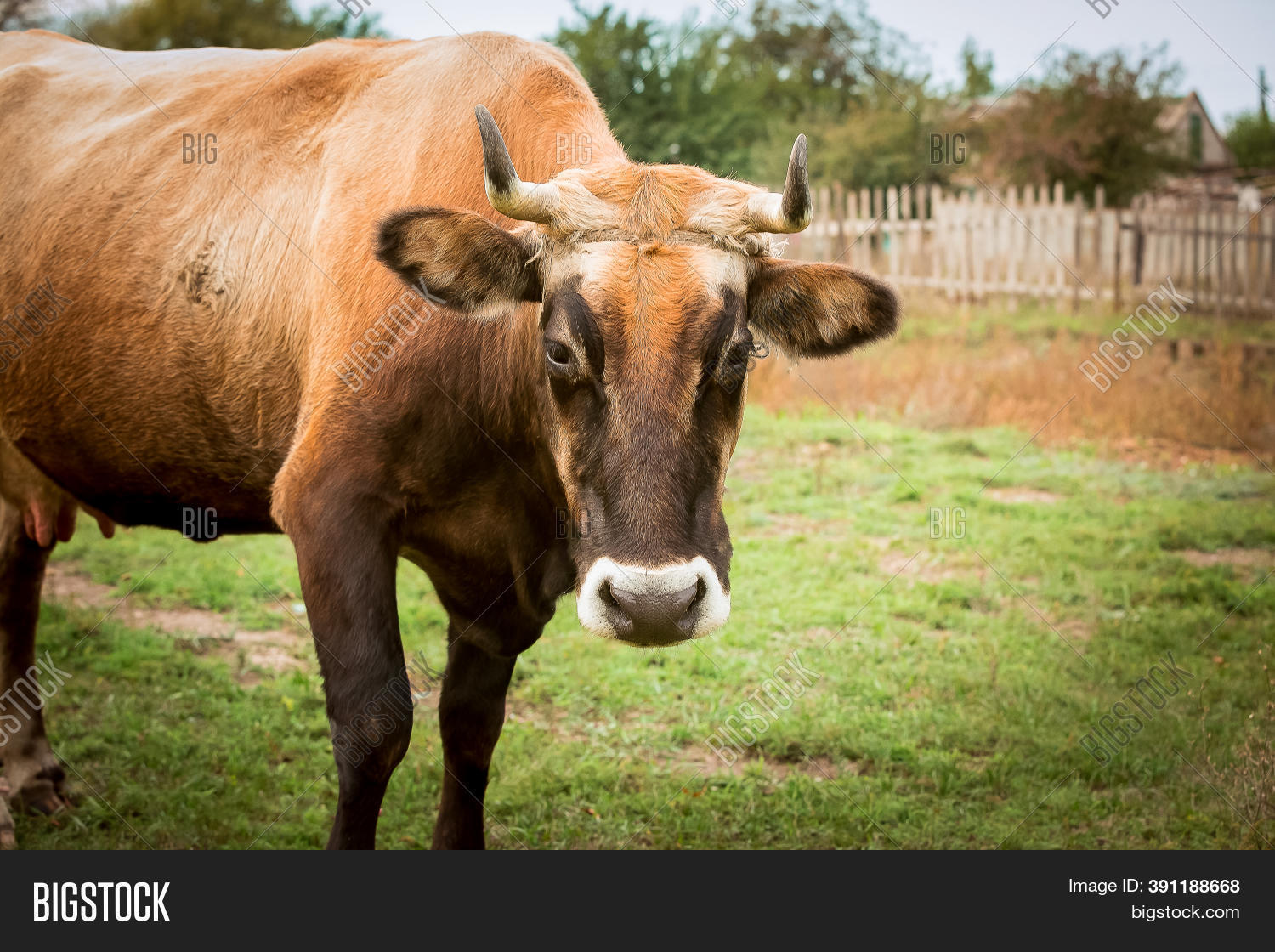 Close- Red-white Cow Image & Photo (Free Trial) | Bigstock