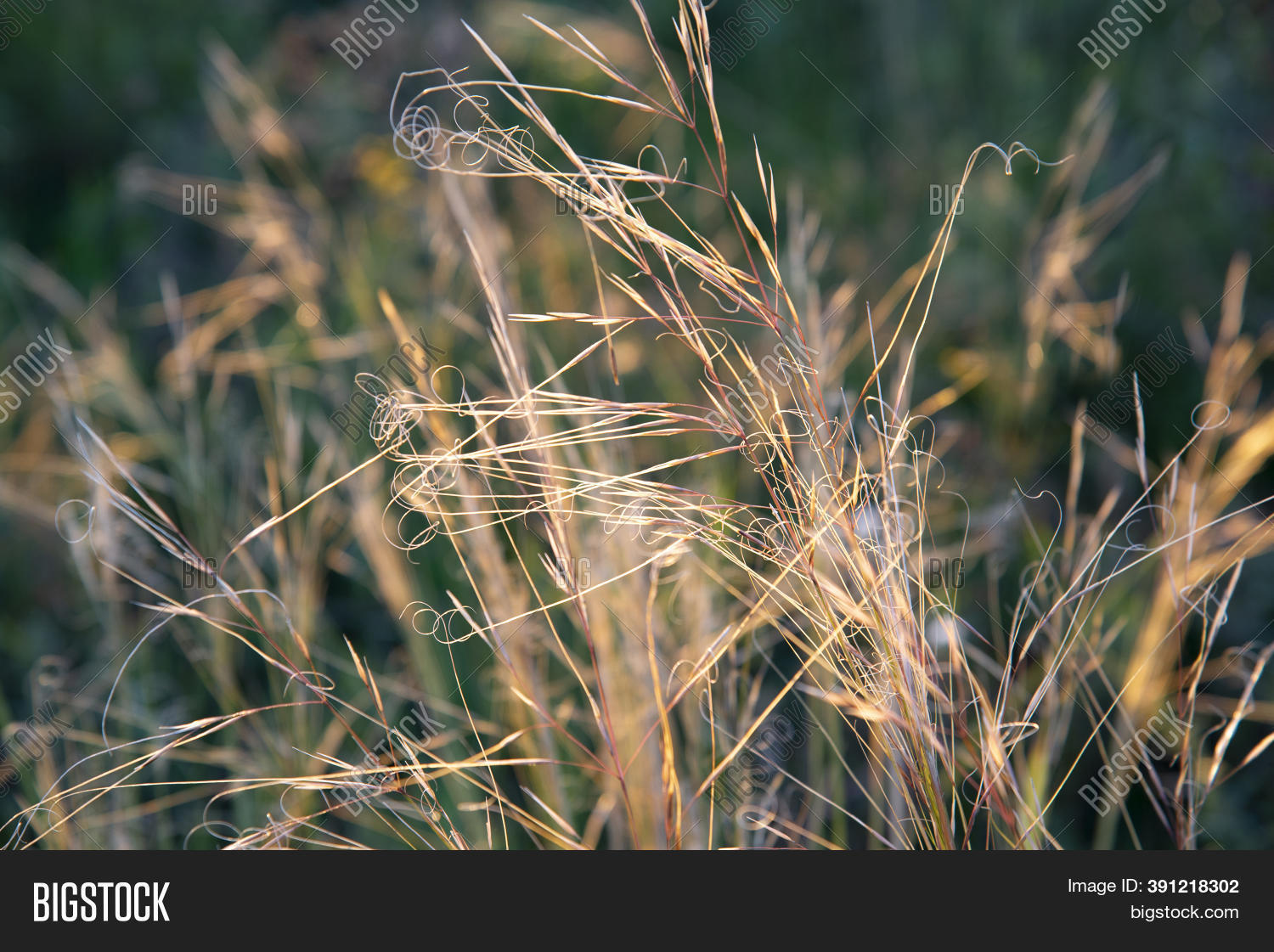 Golden Grass Glow Image & Photo (Free Trial) | Bigstock