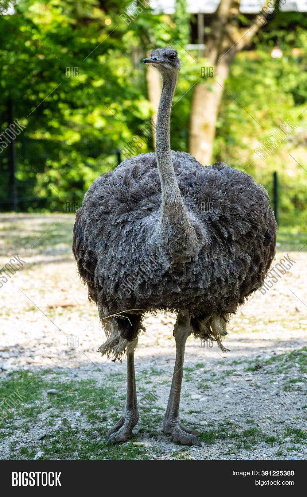 Common Ostrich, Image & Photo (Free Trial) | Bigstock