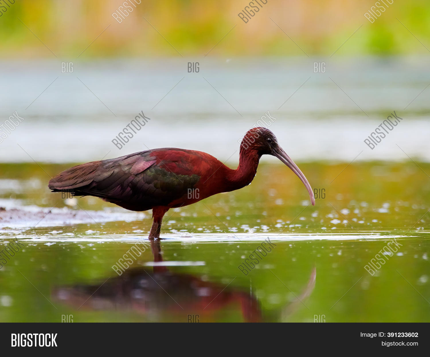 Glossy Ibis Natural Image & Photo (Free Trial) | Bigstock