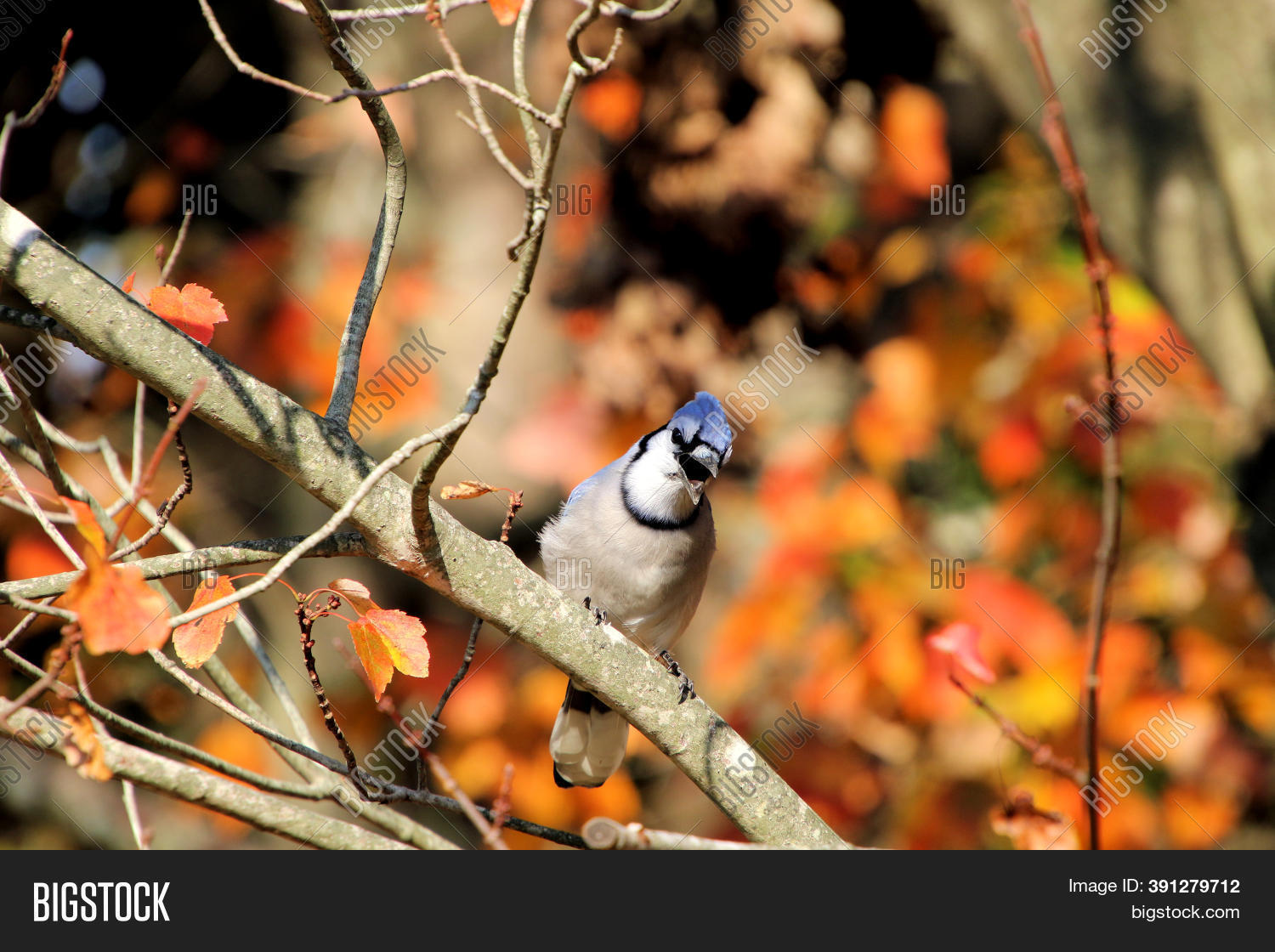 Angry Bluejay Sounding Image & Photo (Free Trial) | Bigstock