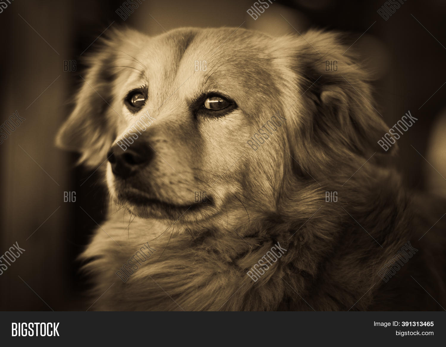Sad Scared Dog Image & Photo (Free Trial) | Bigstock
