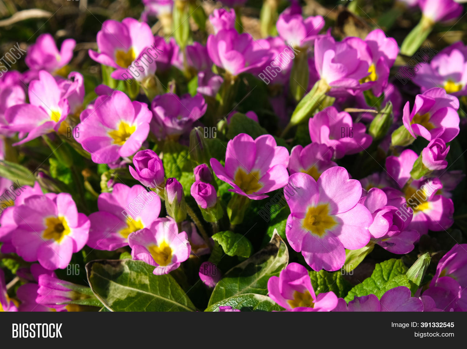 Spring Pink Primroses Image & Photo (Free Trial) | Bigstock
