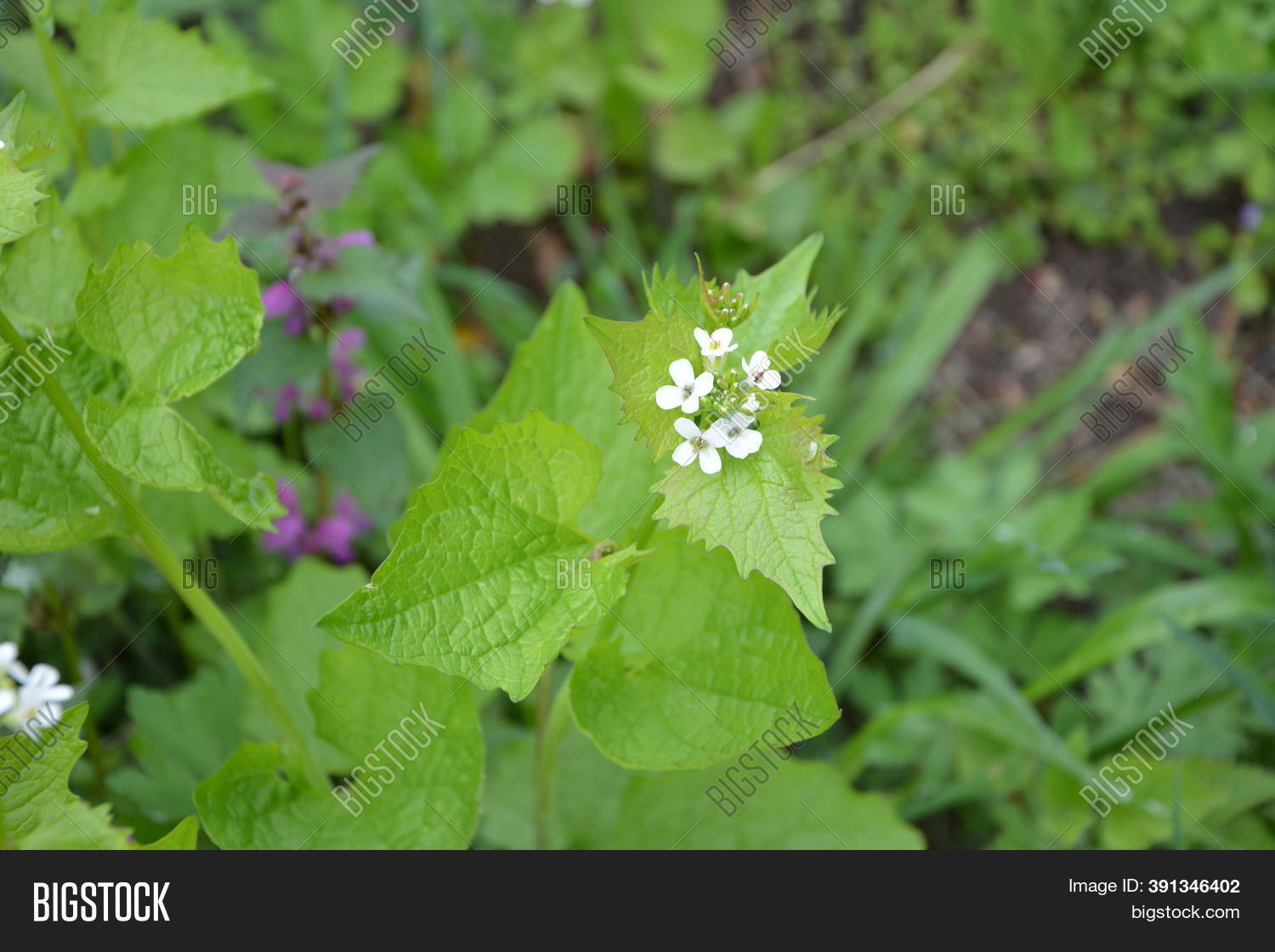 Alliaria Petiolata, Image & Photo (Free Trial) | Bigstock