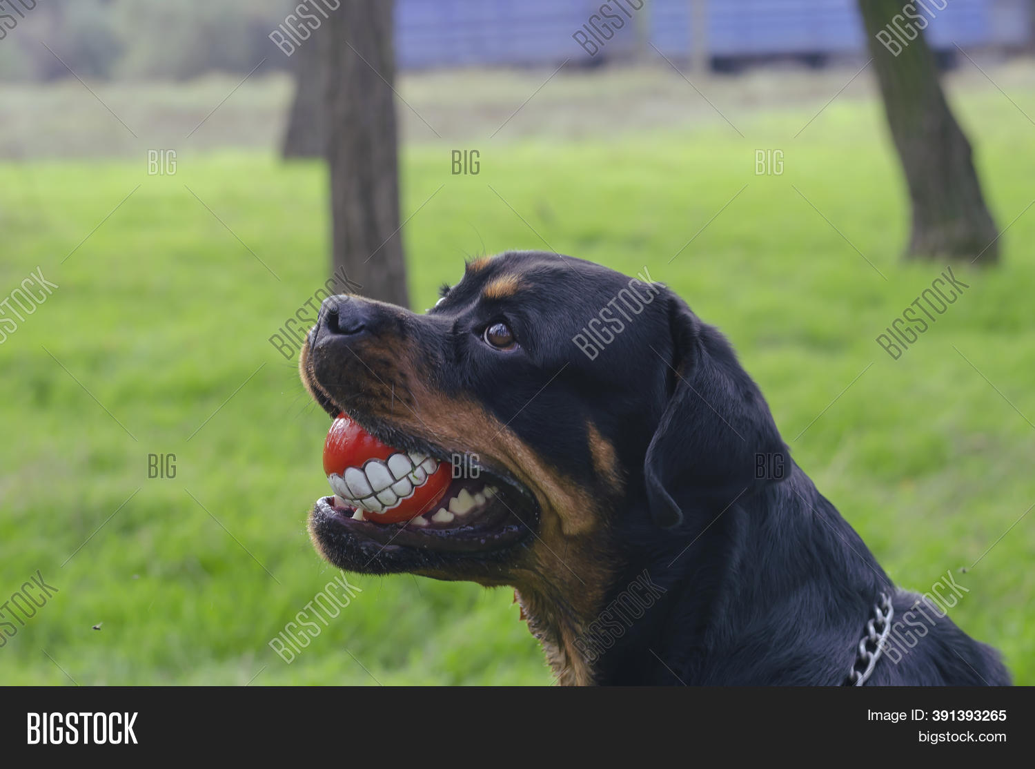 Smile Ball Mouth Dog. Image & Photo (Free Trial) | Bigstock