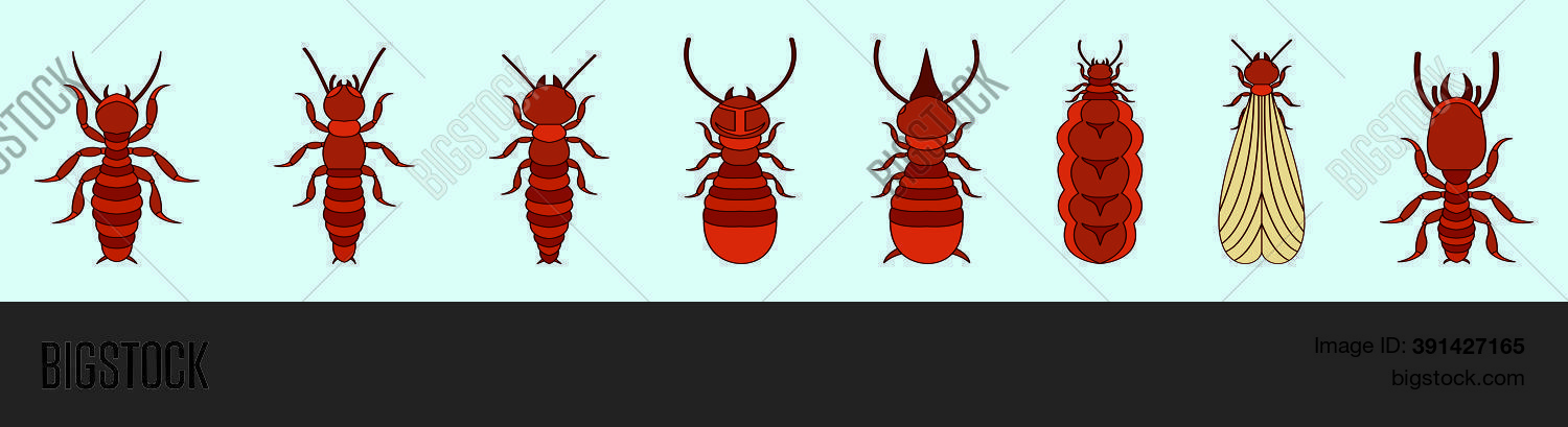 Set Termite Cartoon Vector & Photo (Free Trial) | Bigstock