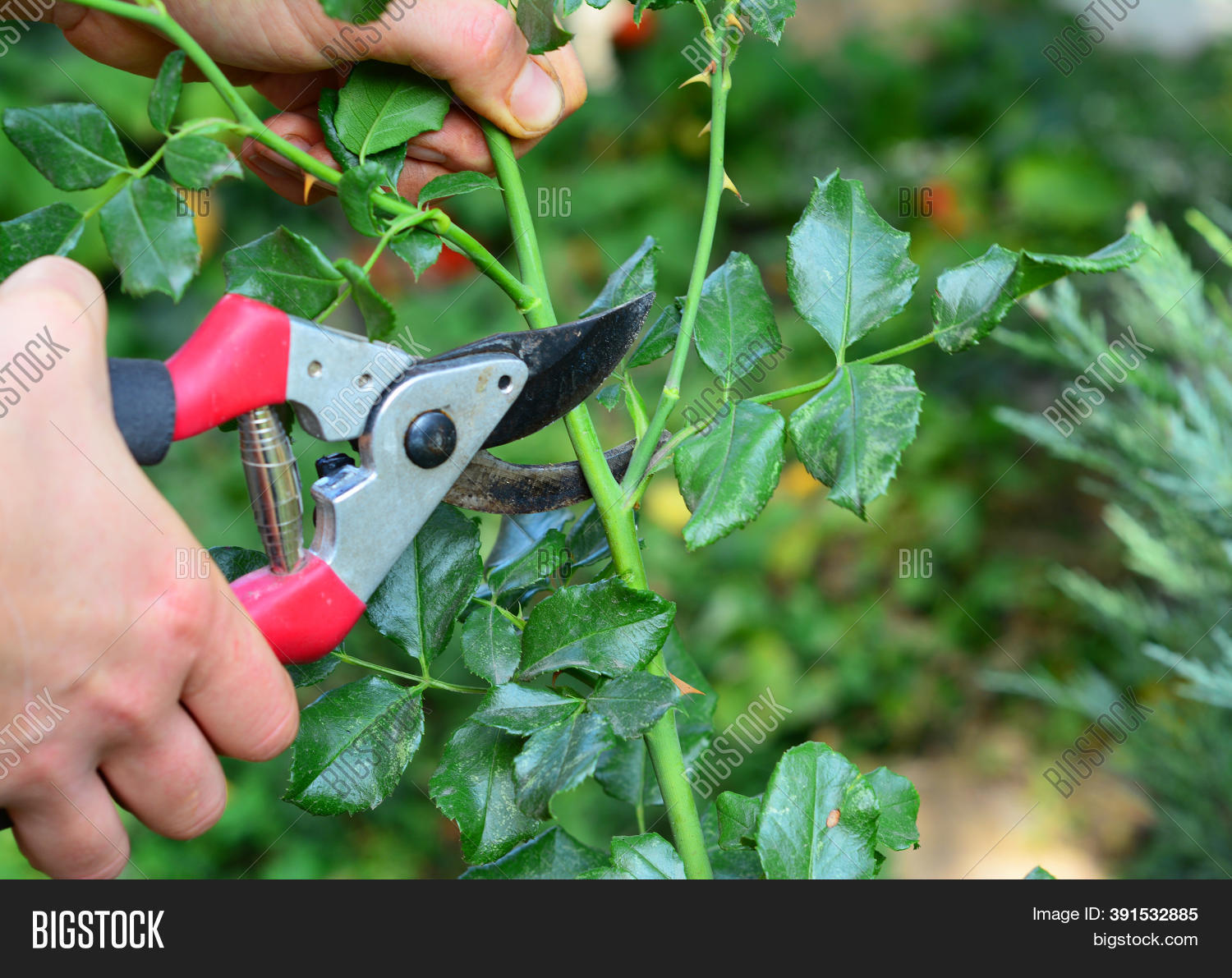 Gardener Cutting Rose Image & Photo (Free Trial) | Bigstock