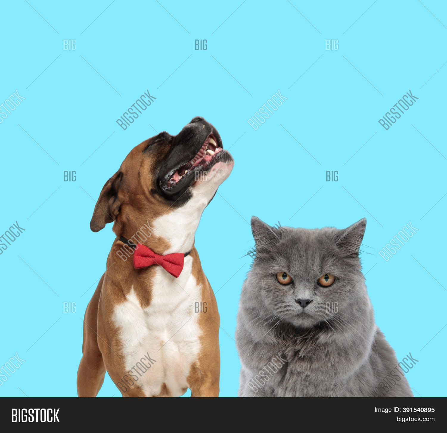 Happy Boxer Wearing Image & Photo (Free Trial) | Bigstock