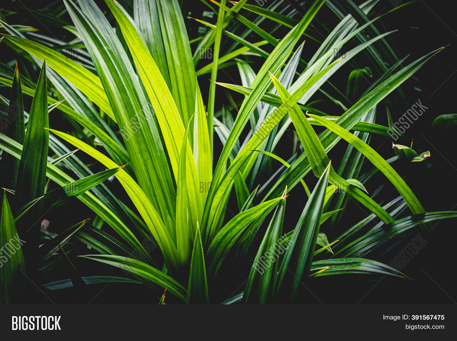 Pandanus Image & Photo (Free Trial) | Bigstock