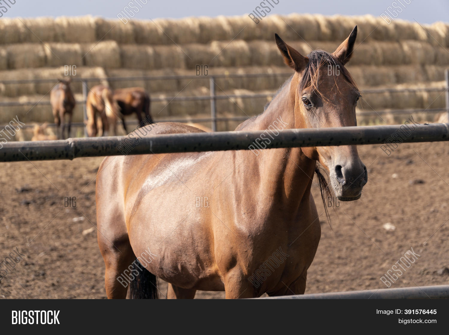 Brown Horse Image & Photo (Free Trial) | Bigstock