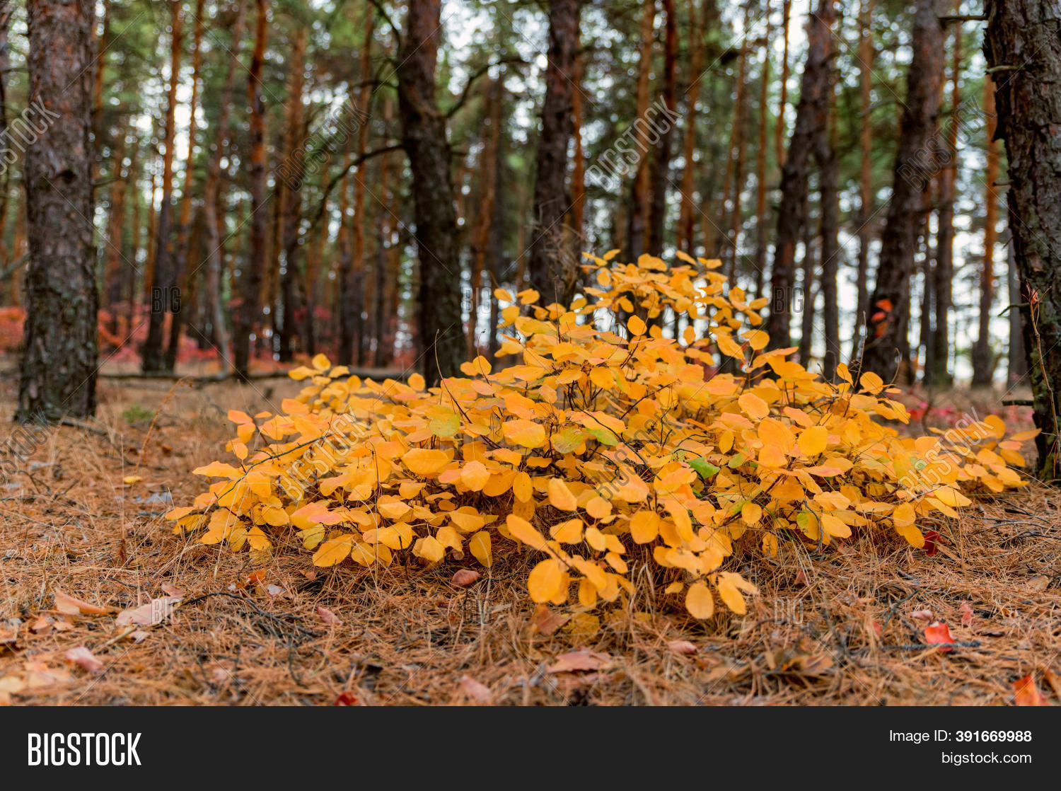 Bright Autumn Forest Image & Photo (Free Trial) | Bigstock