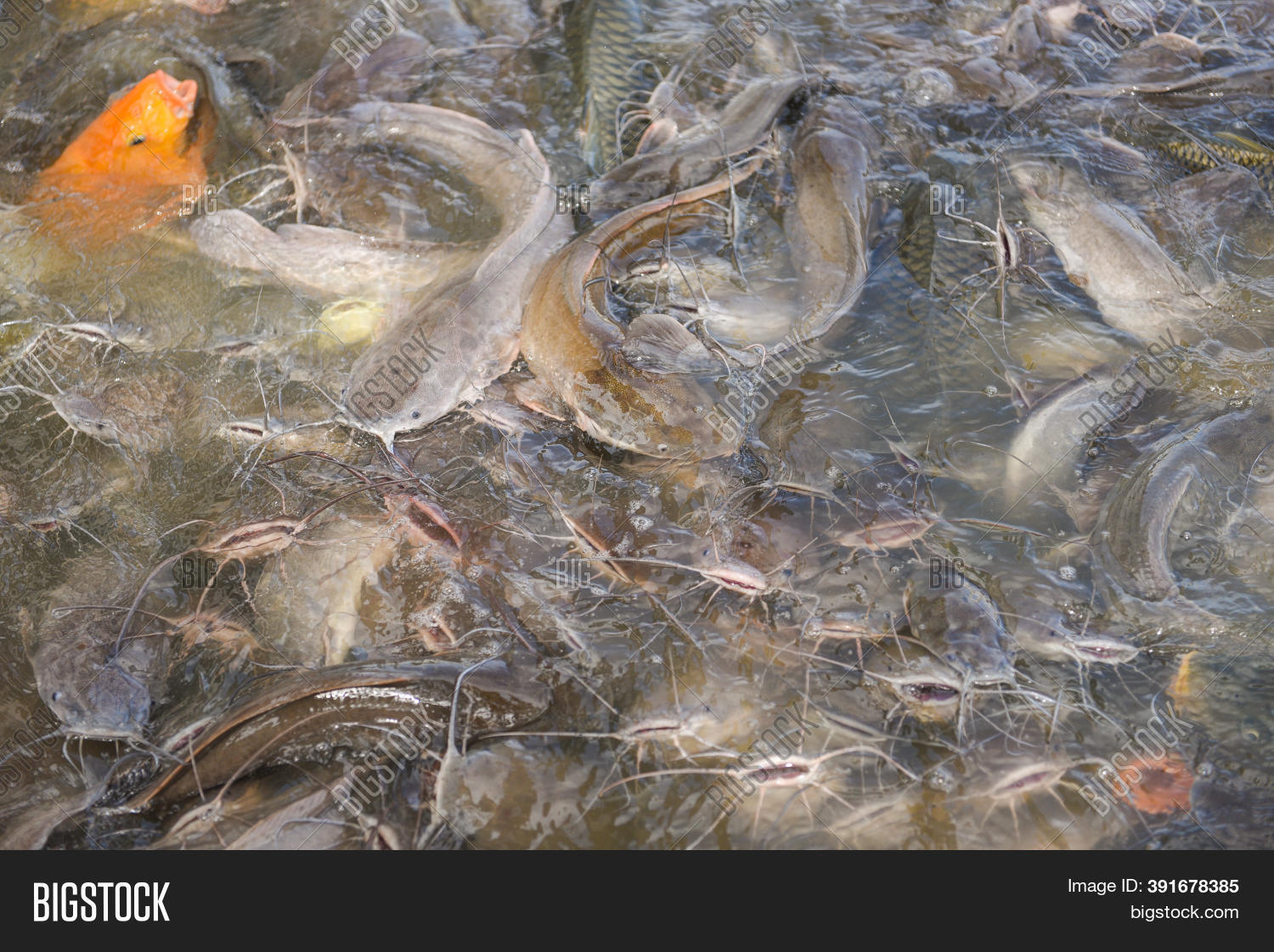Catfish Eating Feeding Image & Photo (Free Trial) | Bigstock