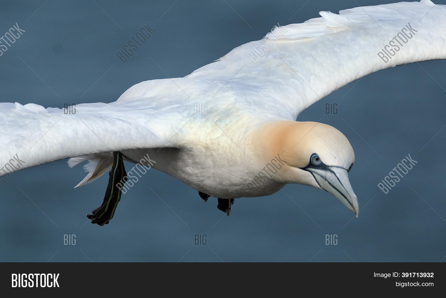 Gannets Seabirds Image & Photo (Free Trial) | Bigstock