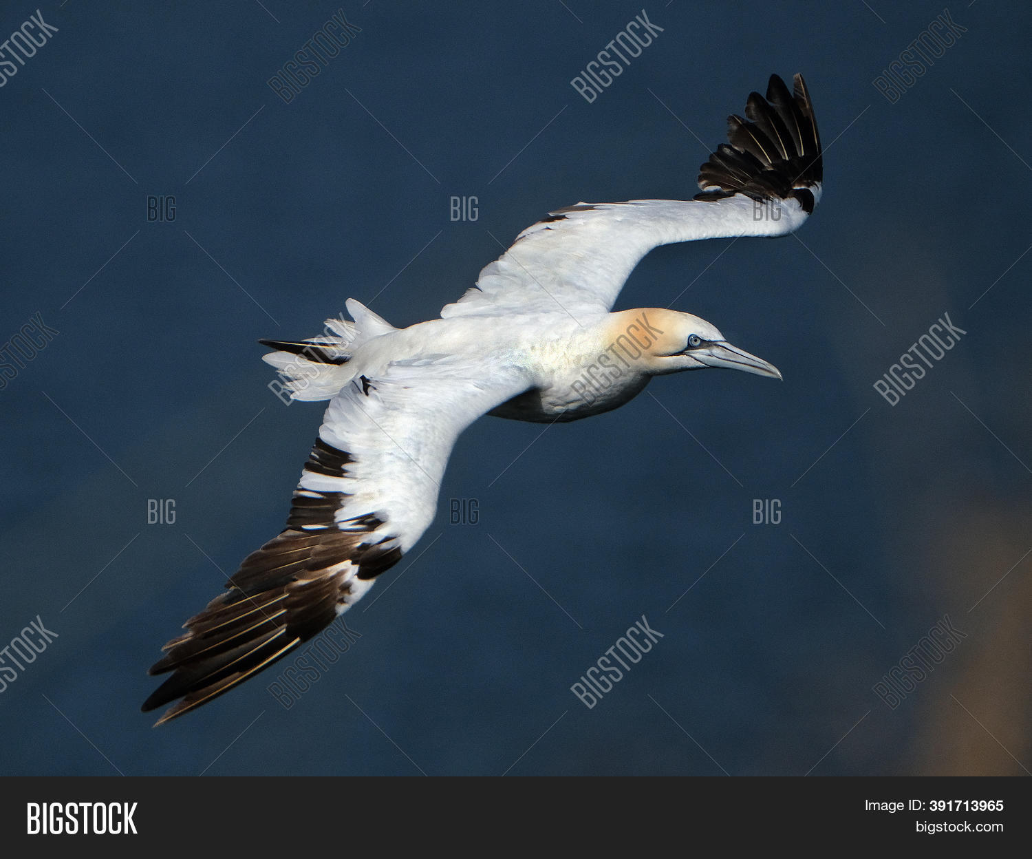Gannets Seabirds Image & Photo (Free Trial) | Bigstock
