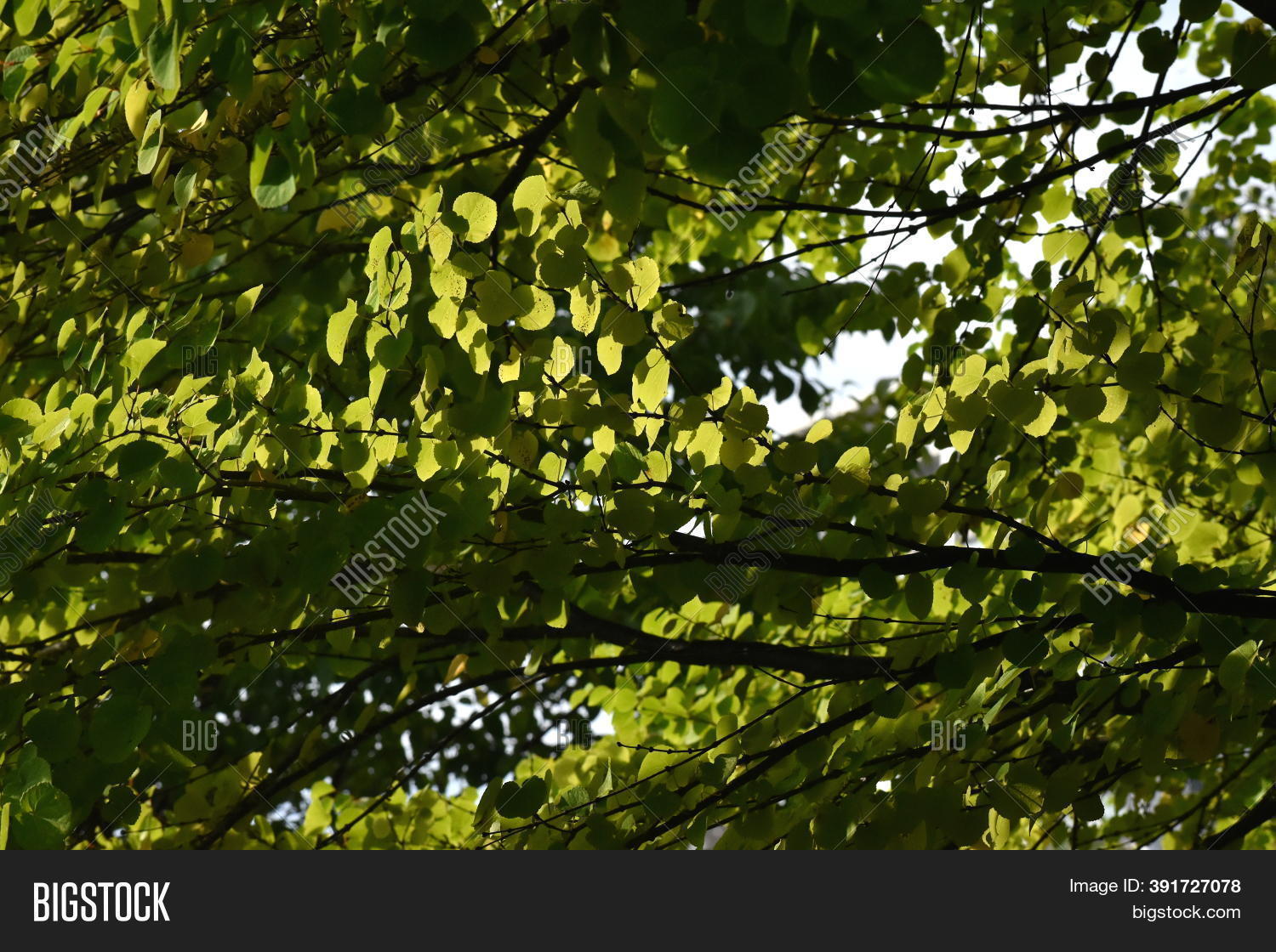 Contrast Light Shadow Image & Photo (Free Trial) | Bigstock