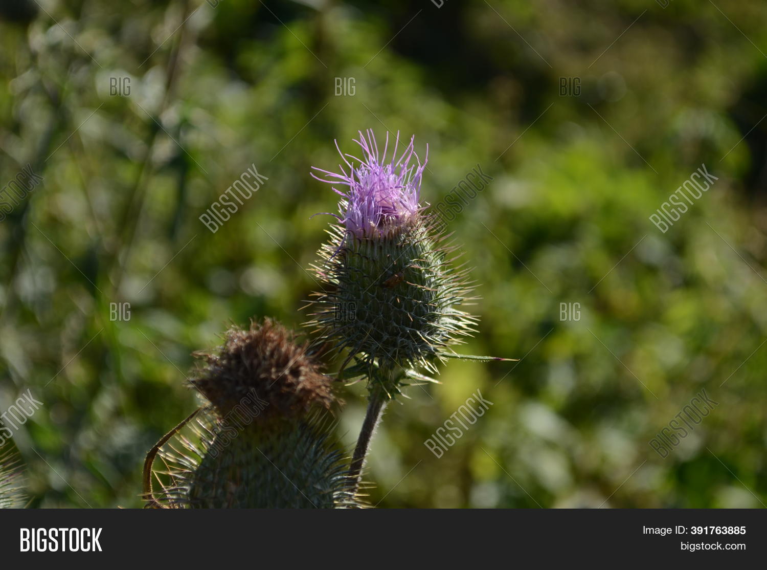 Milk Thistle Plant Image & Photo (Free Trial) | Bigstock