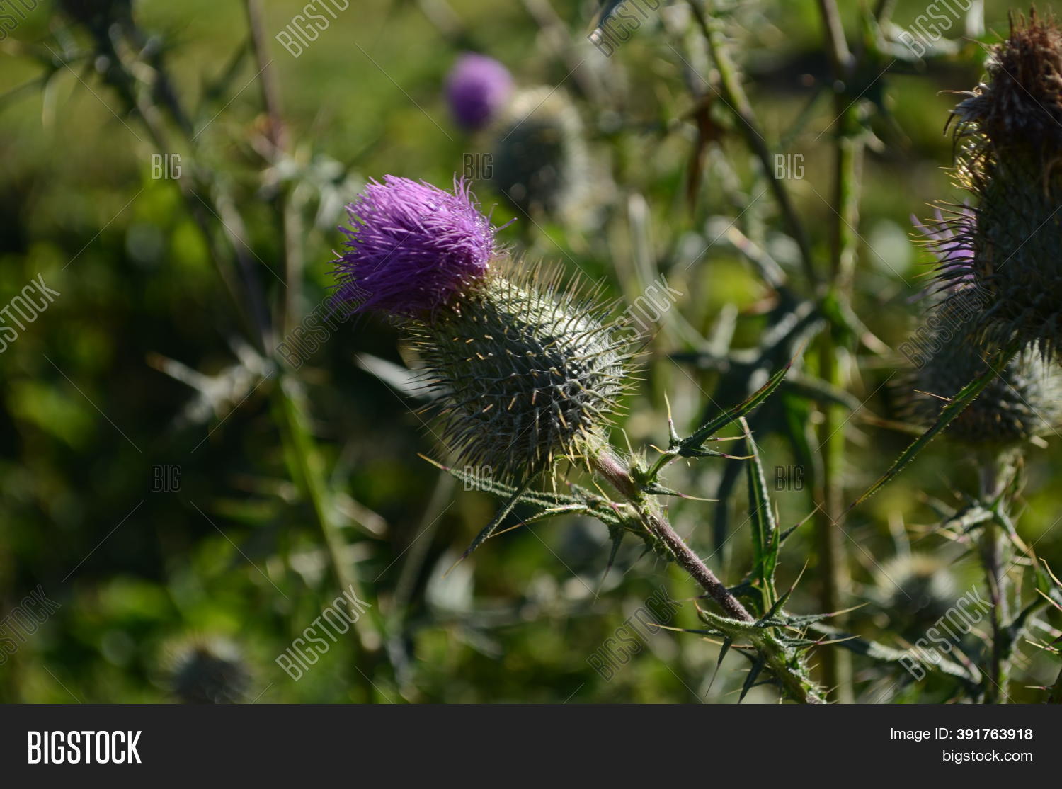 Milk Thistle Plant Image & Photo (Free Trial) | Bigstock
