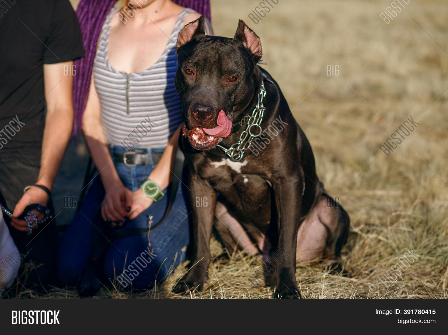 Black Pitbull Chain Image & Photo (Free Trial) | Bigstock