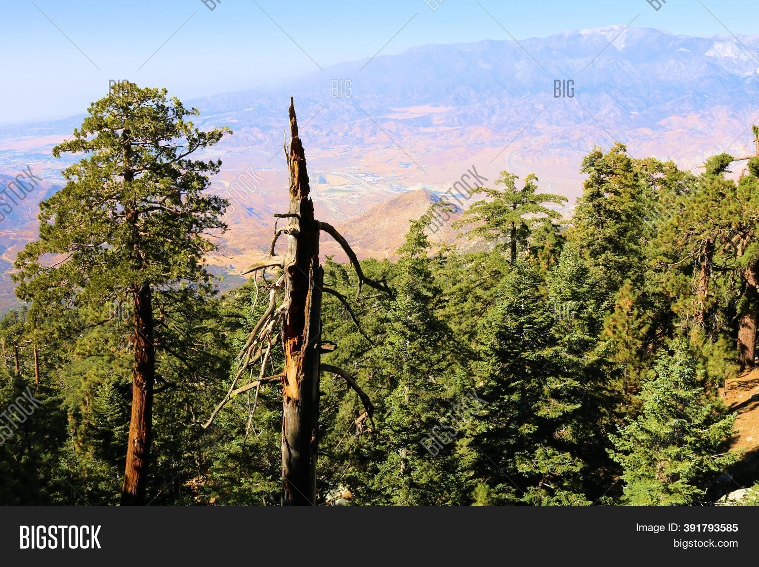 Alpine Coniferous Image & Photo (Free Trial) | Bigstock