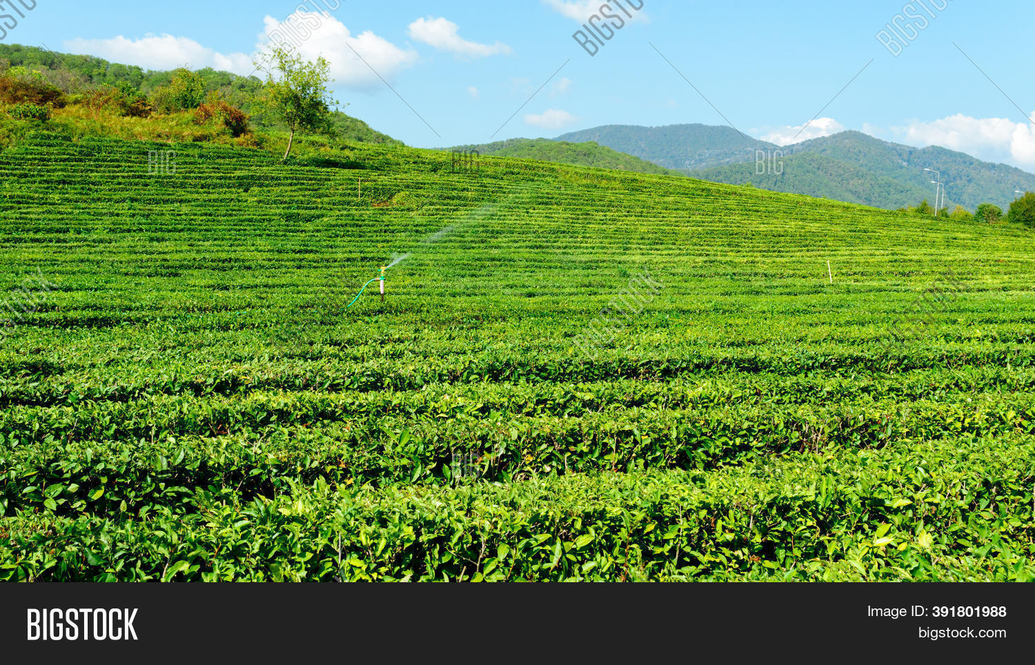Tea Plantation. Tea Image & Photo (Free Trial) | Bigstock
