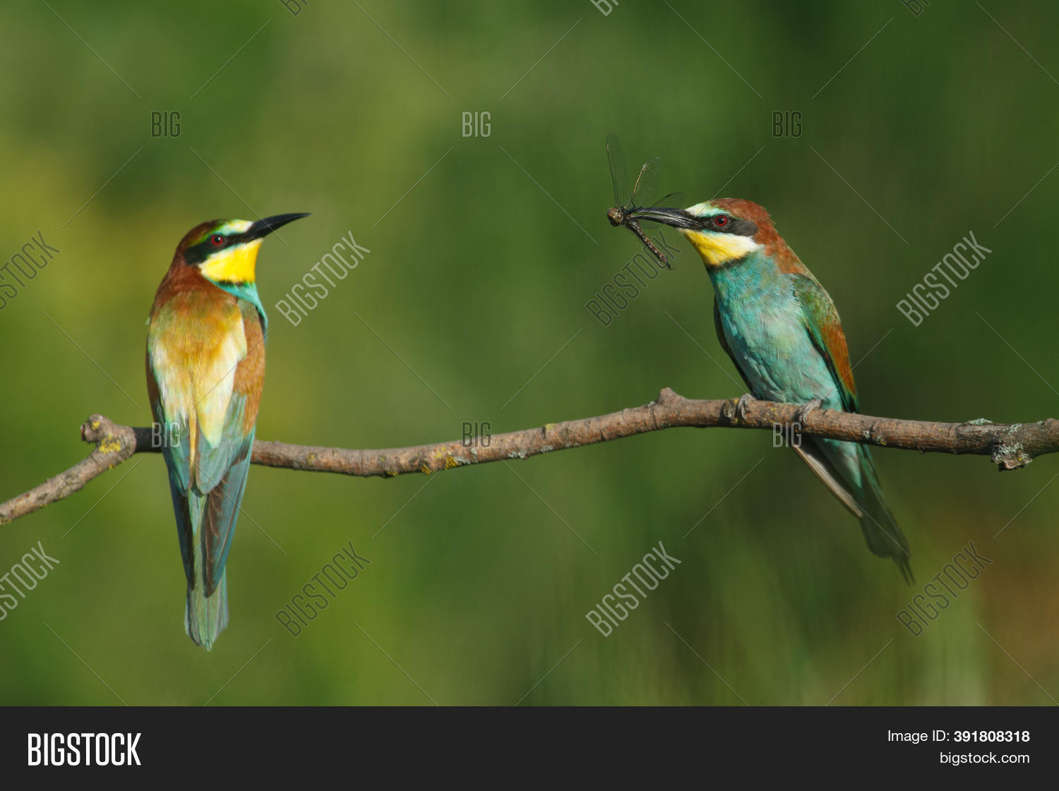 Golden Bee Eater Sits Image & Photo (Free Trial) | Bigstock