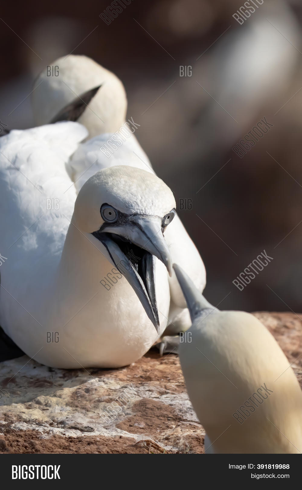 Northern Gannet, Head Image & Photo (Free Trial) | Bigstock