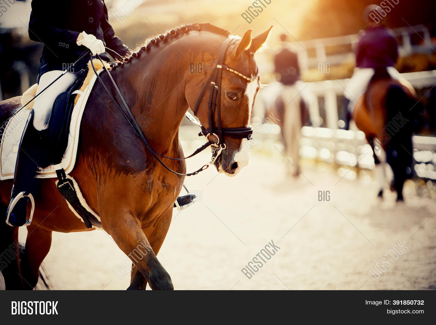 Equestrian Sport. Image & Photo (Free Trial) | Bigstock