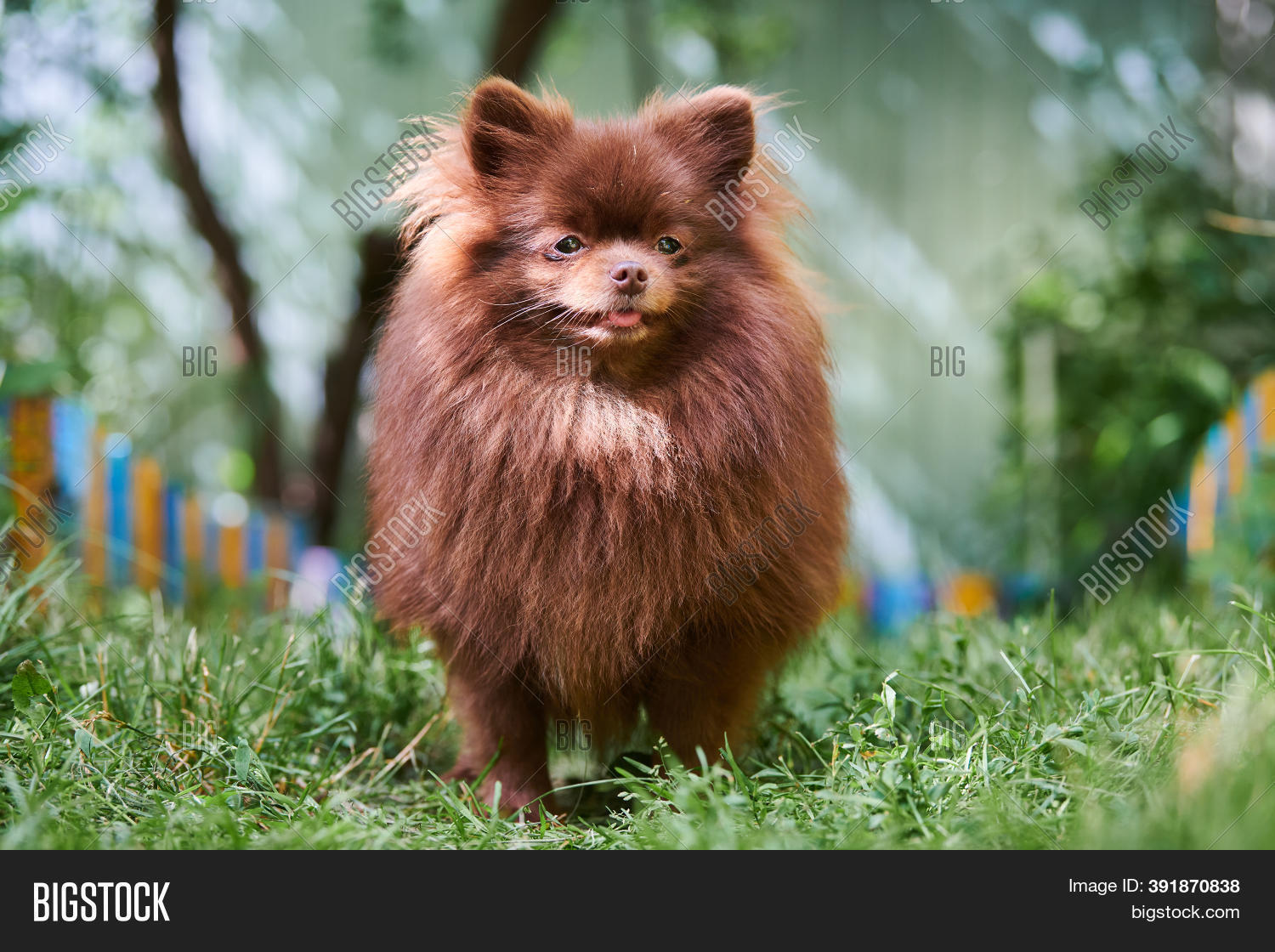 Pomeranian Spitz Dog Image & Photo (Free Trial) | Bigstock