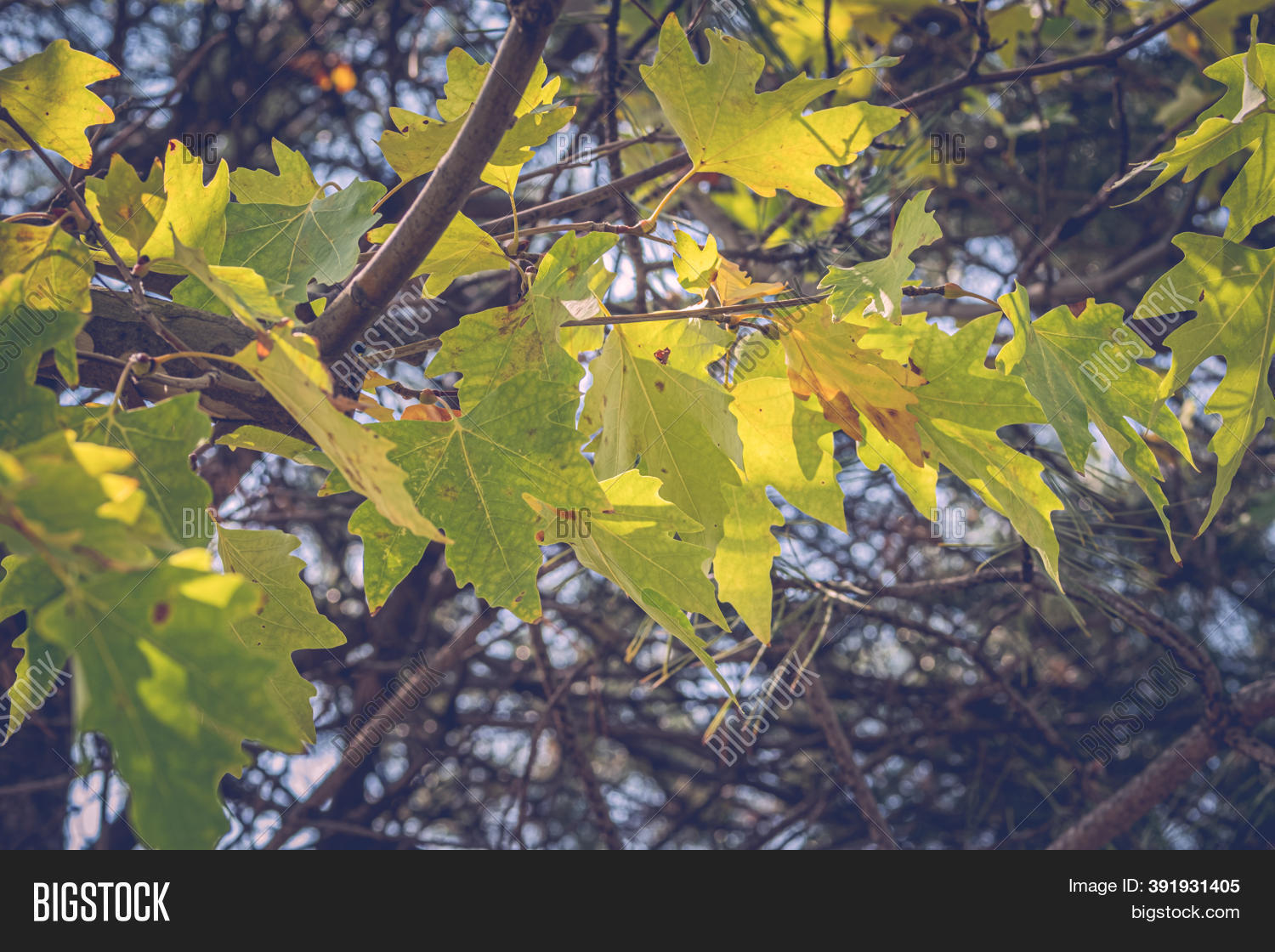 Green Color Plane Tree Image & Photo (Free Trial) | Bigstock
