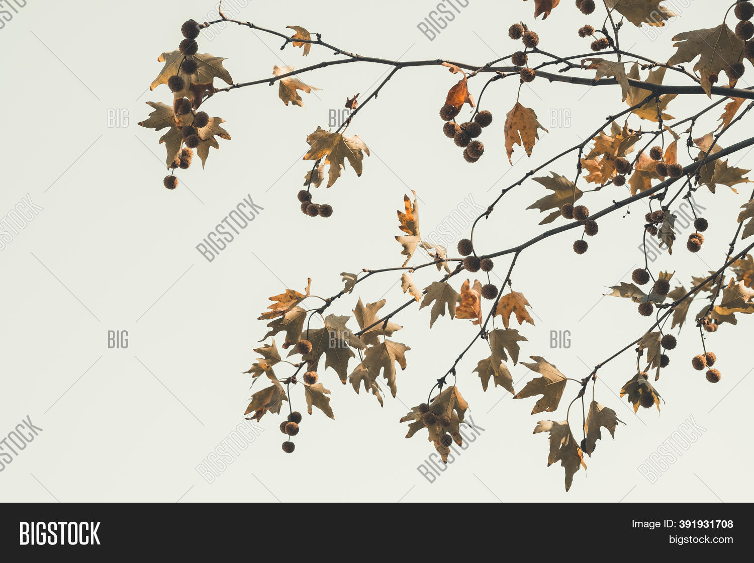 Brown Color Plane Tree Image & Photo (Free Trial) | Bigstock