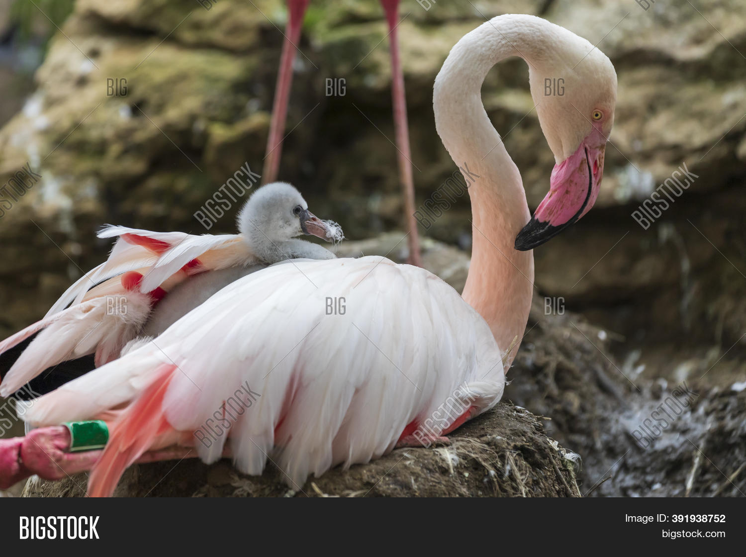 Flamingo Sits On Nest Image & Photo (Free Trial) | Bigstock
