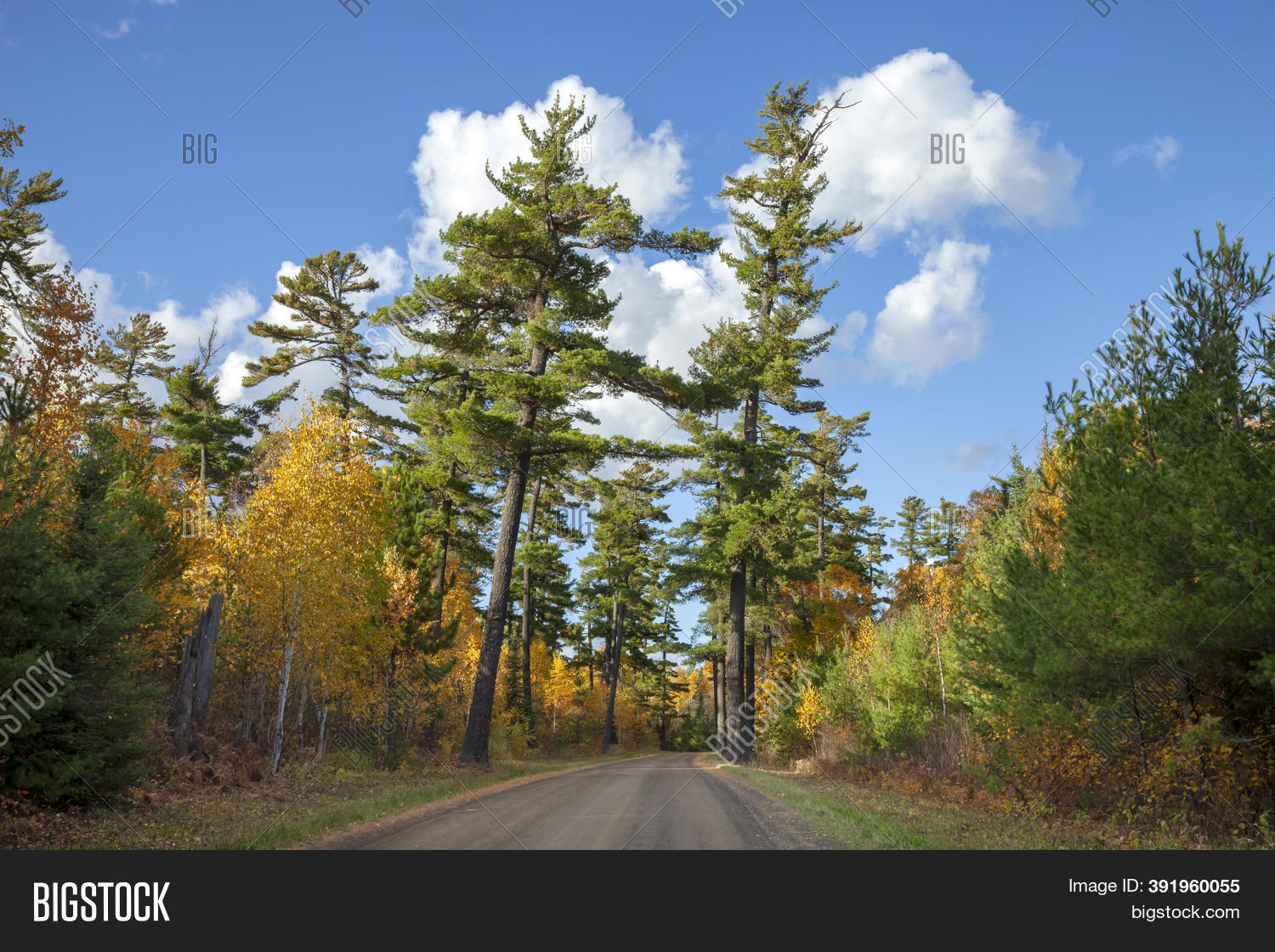 Old Growth Pines On Image & Photo (Free Trial) | Bigstock