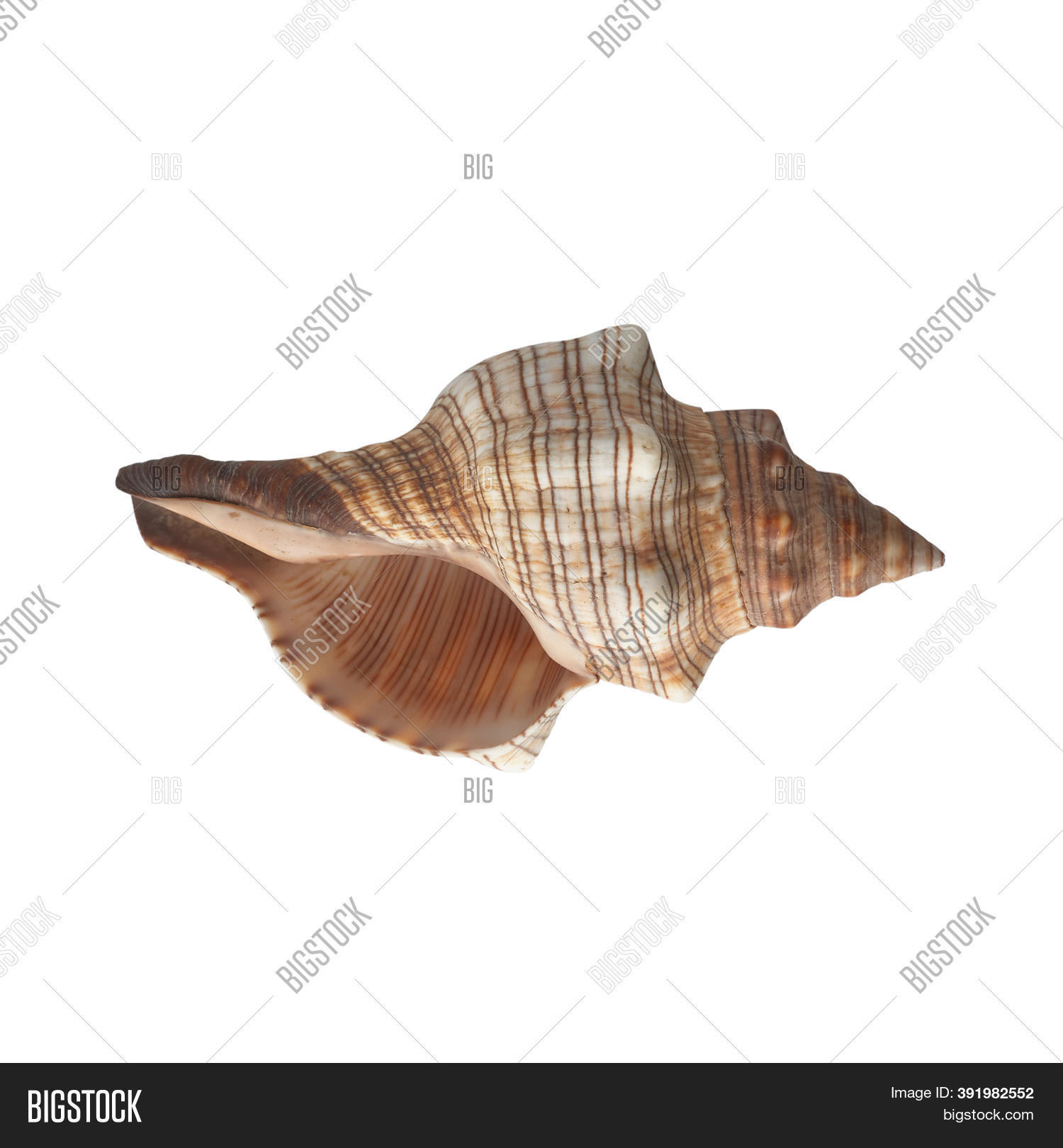 Seashell Isolated On Image & Photo (Free Trial) | Bigstock