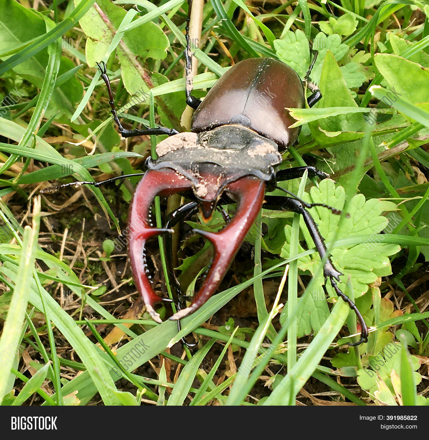 Male Stag Beetle Long Image & Photo (Free Trial) | Bigstock