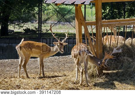 Several Fallow-deer Image & Photo (Free Trial) | Bigstock