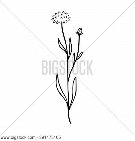 Cornflower Outline Vector & Photo (Free Trial) | Bigstock