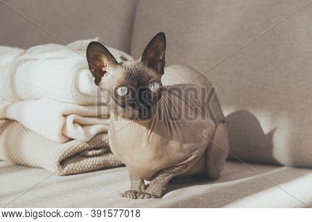 Bald Cat Canadian Image & Photo (Free Trial) | Bigstock